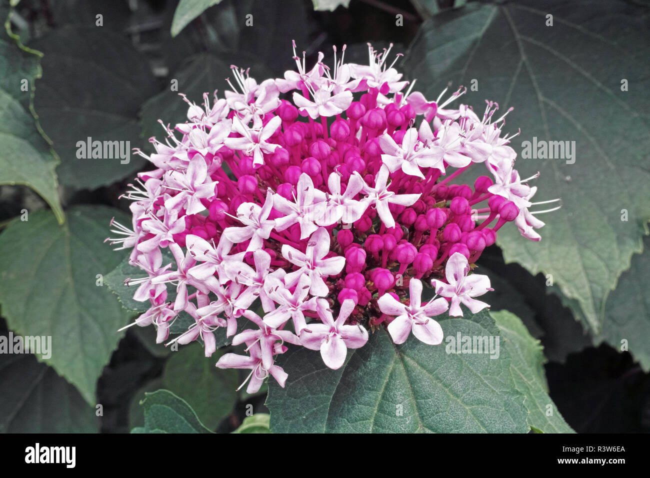 Inflorescence Corymb