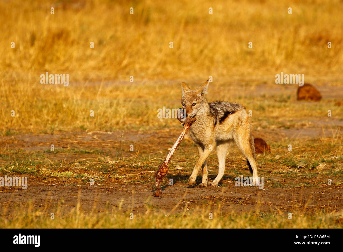 Black-backed jackal chewing a bone Stock Photo - Alamy