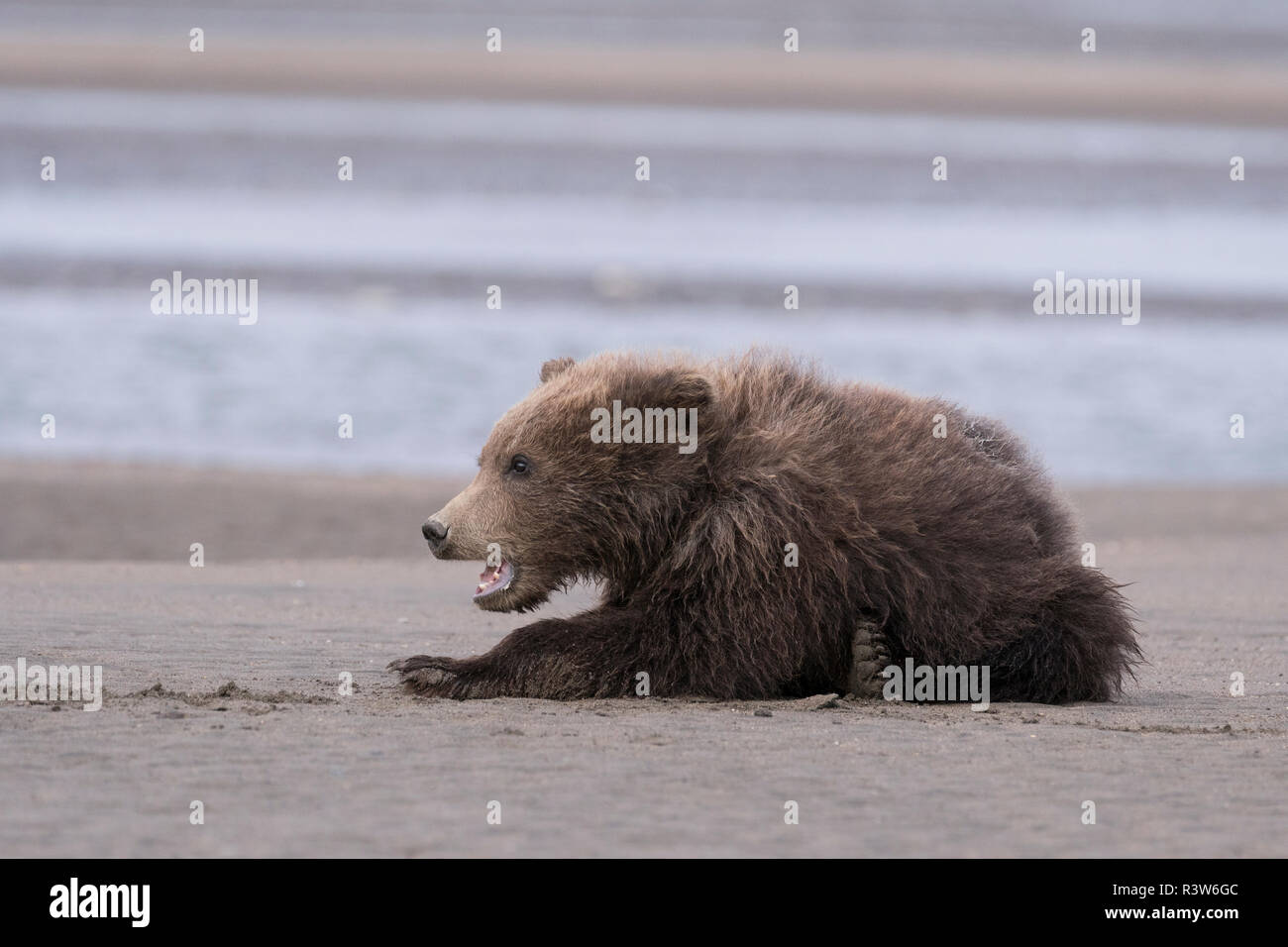 Young cub yawns while it resting on the beach while mother looks for ...