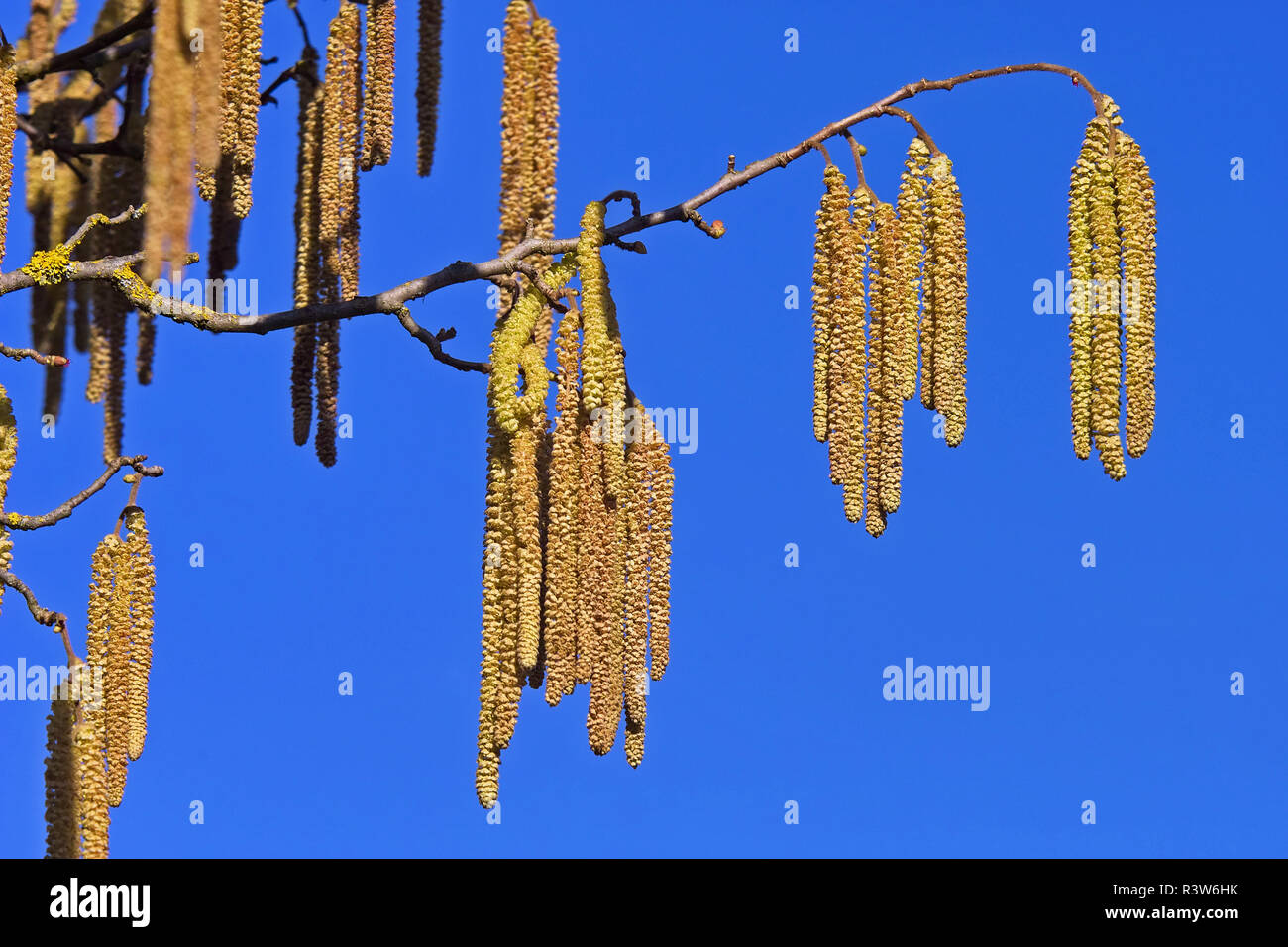 Hazel flowers hi-res stock photography and images - Alamy