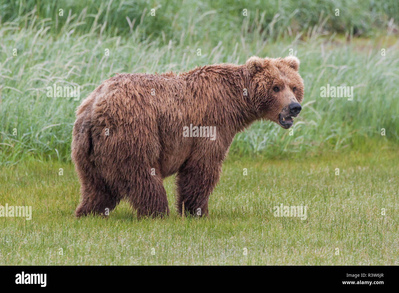 USA, Alaska, Katmai National Park, Hallo Bay. Coastal Brown Bear ...