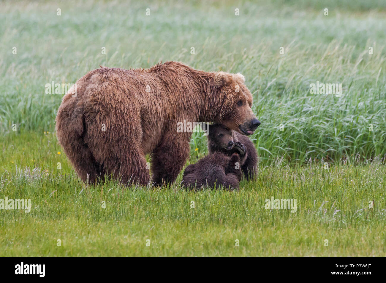 USA, Alaska, Katmai National Park, Hallo Bay. Coastal Brown Bear ...