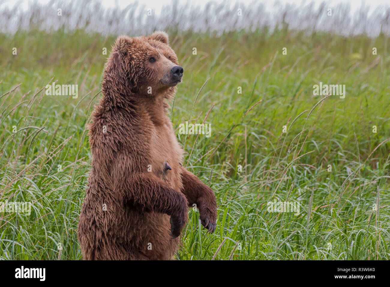 USA, Alaska, Katmai National Park, Hallo Bay. Coastal Brown Bear ...