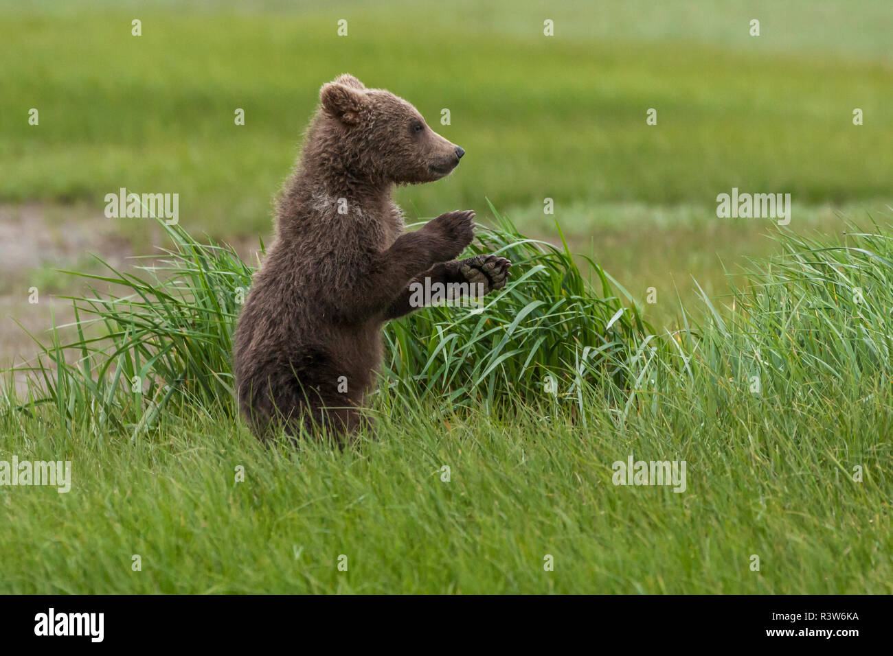 USA, Alaska, Katmai National Park, Hallo Bay. Coastal Brown Bear ...