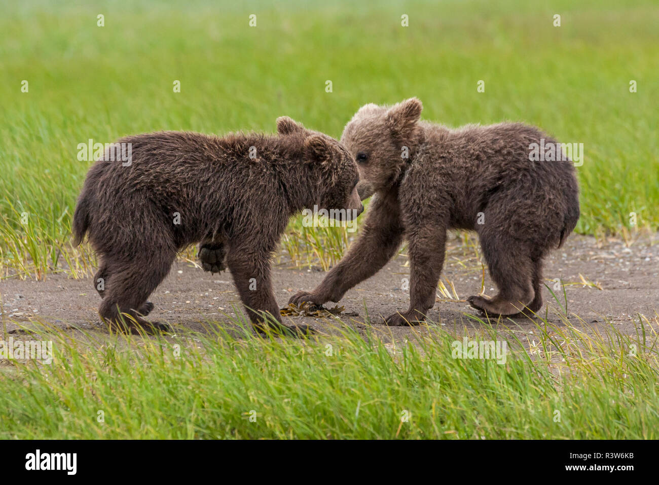 USA, Alaska, Katmai National Park, Hallo Bay. Coastal Brown Bear ...