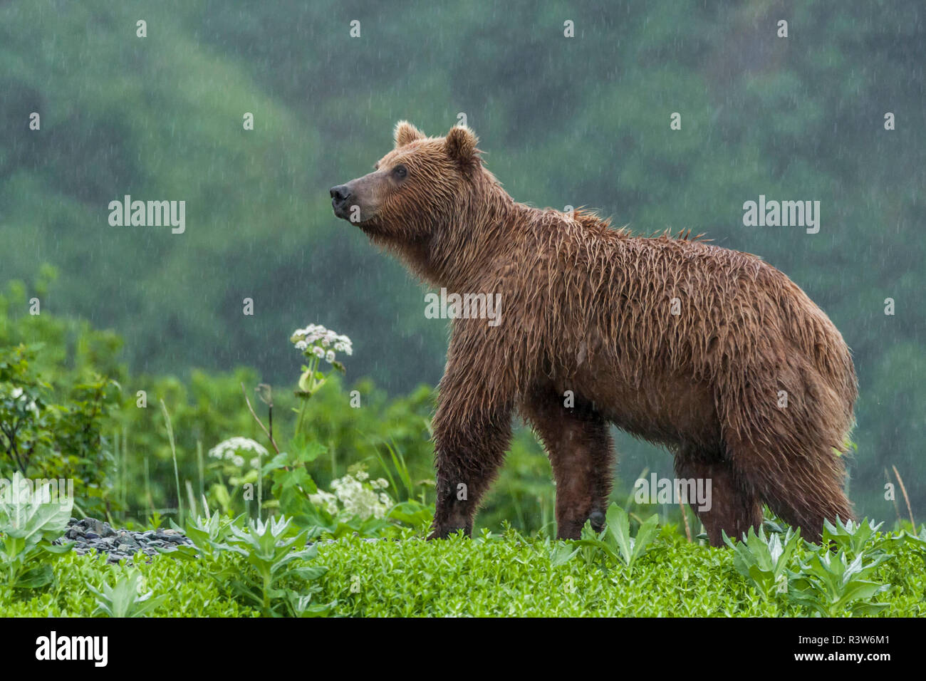 USA, Alaska, Katmai National Park, Hallo Bay. Coastal Brown Bear ...
