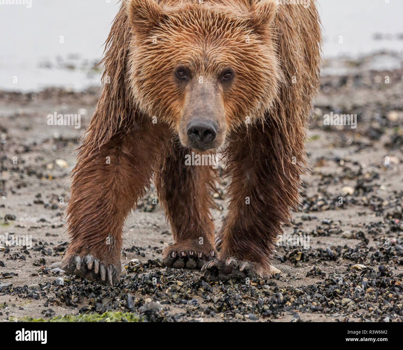 USA, Alaska, Katmai National Park, Hallo Bay. Coastal Brown Bear ...