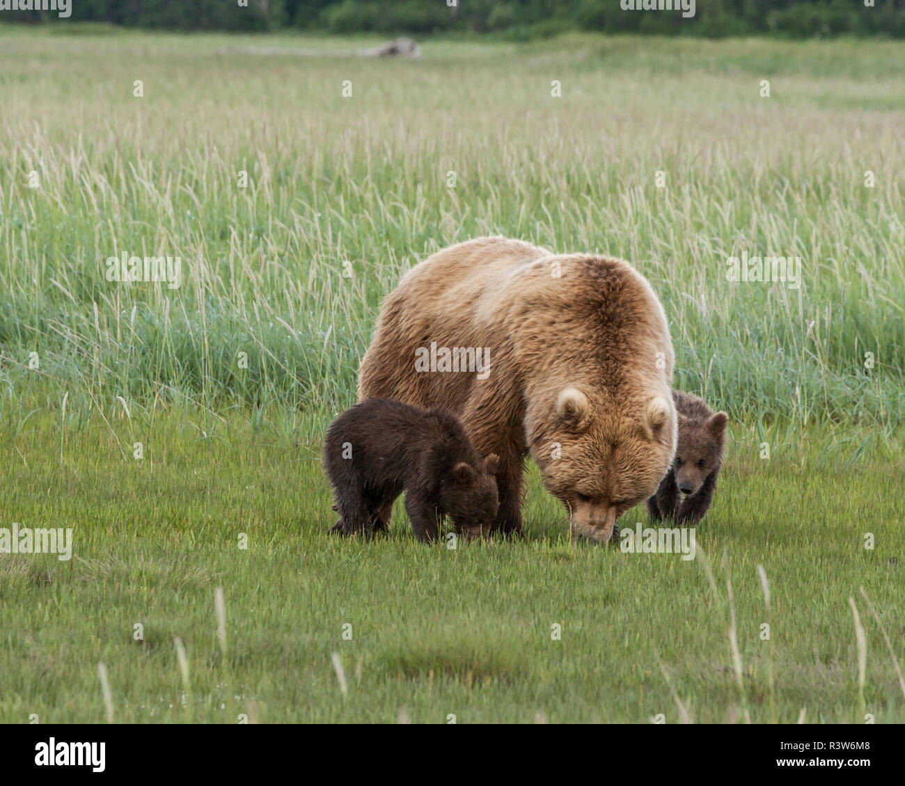 Twin sedge hi-res stock photography and images - Alamy