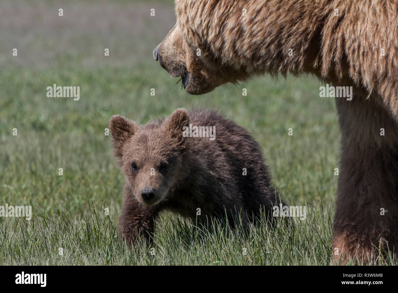 USA, Alaska, Katmai National Park, Hallo Bay. Coastal Brown Bear ...