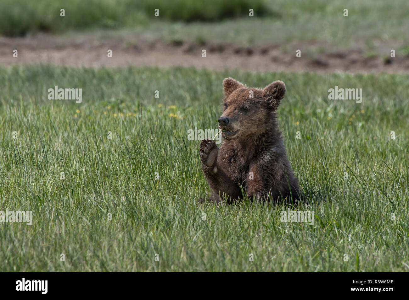 USA, Alaska, Katmai National Park, Hallo Bay. Coastal Brown Bear ...