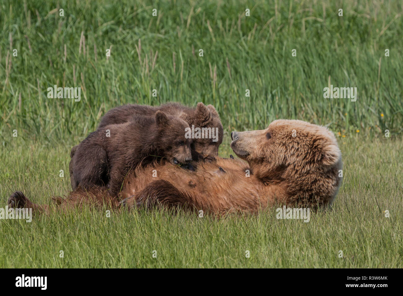 USA, Alaska, Katmai National Park, Hallo Bay. Coastal Brown Bear ...