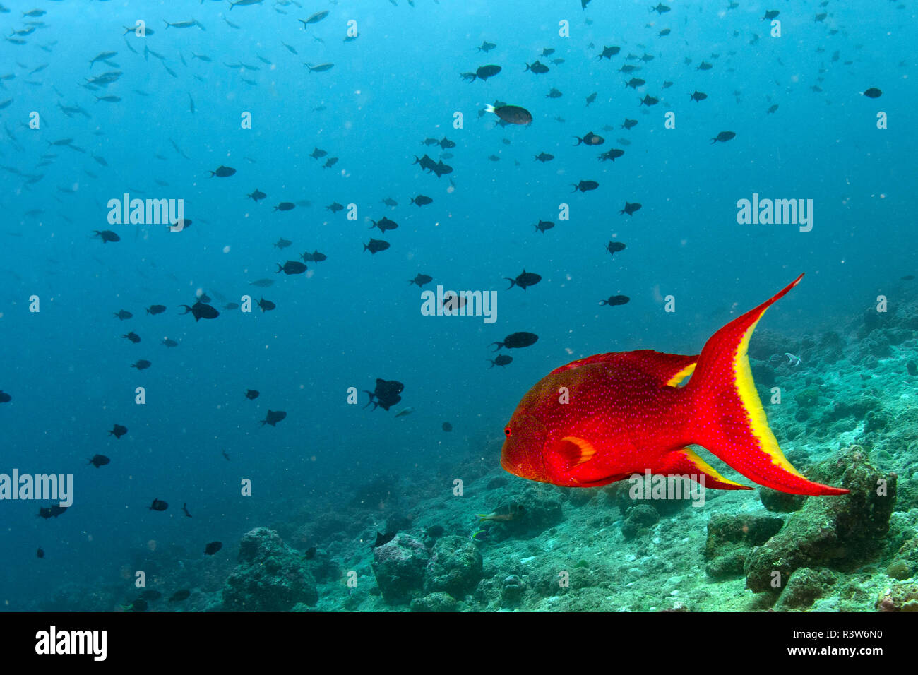 colorful grouper on the reef background Stock Photo - Alamy