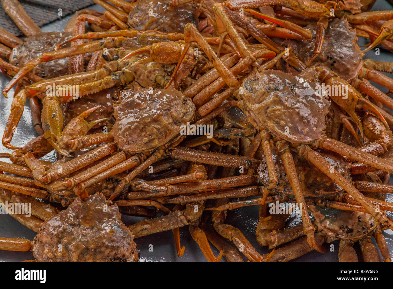 USA, Alaska, Katmai National Park, Kukak Bay. Snow crabs, Chionoecetes ...