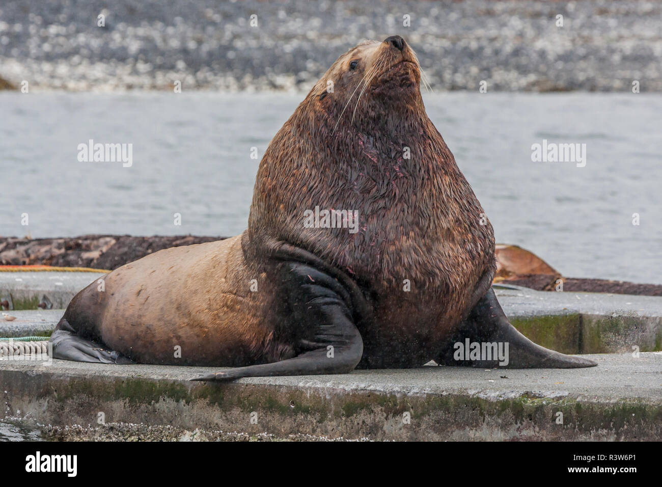 Bull sea lion hi-res stock photography and images - Alamy