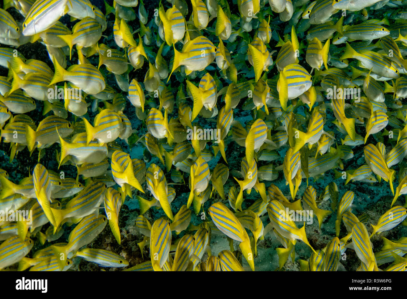school of yellow Snapper Lutjanidae while diving maldives Stock Photo ...