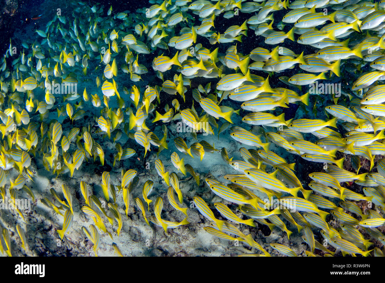school of yellow Snapper Lutjanidae while diving maldives Stock Photo ...