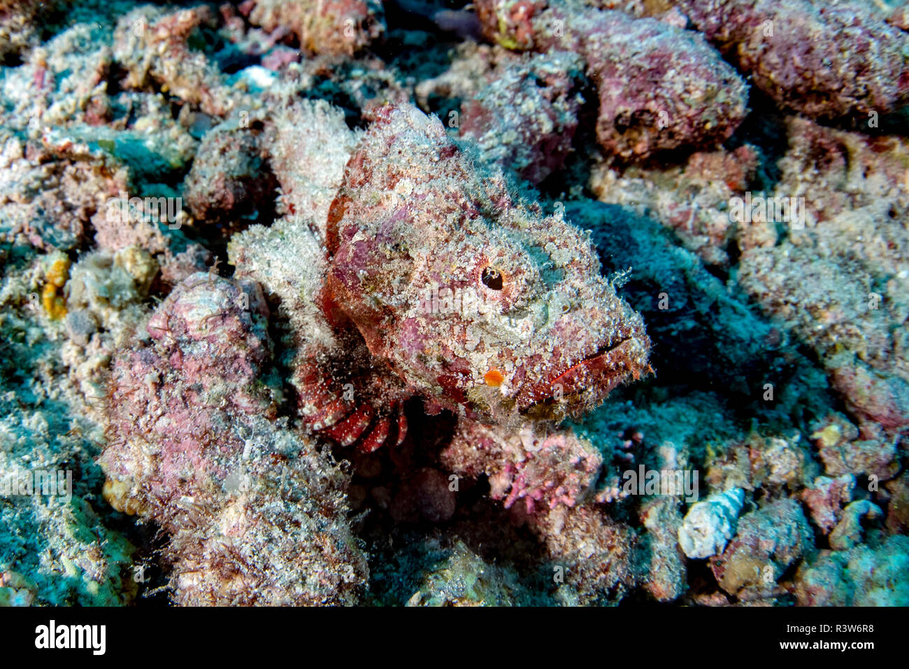 Dangerous Stone Fish close up underwater portrait Stock Photo - Alamy