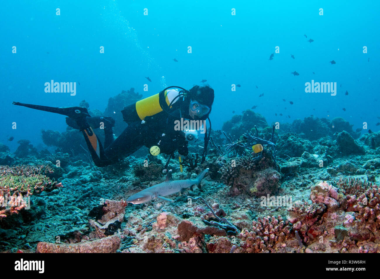 Baby shark with teeth hi-res stock photography and images - Alamy