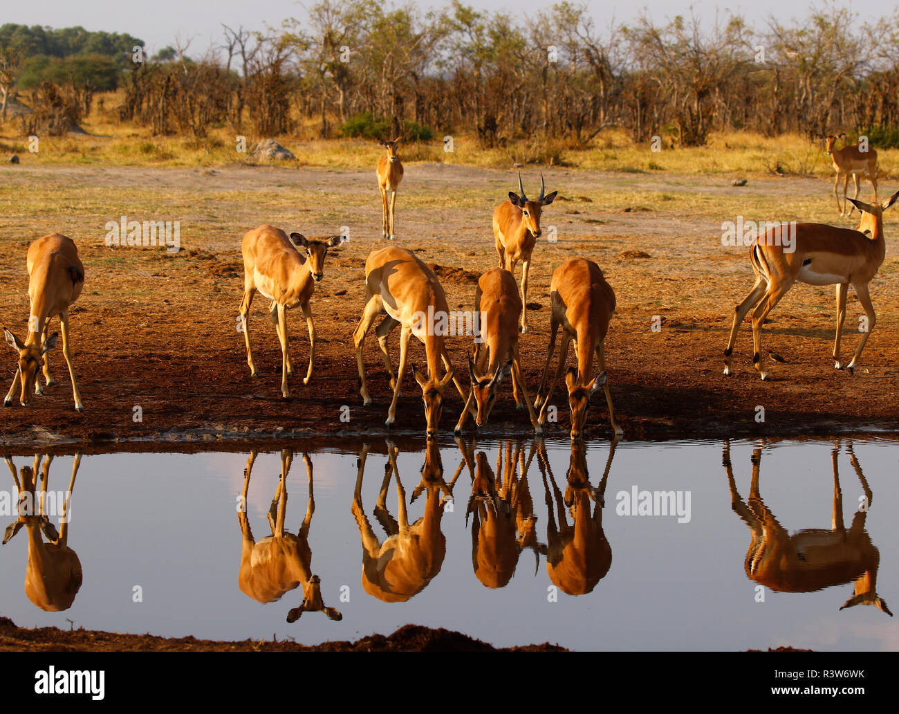Impala reflections hi-res stock photography and images - Alamy