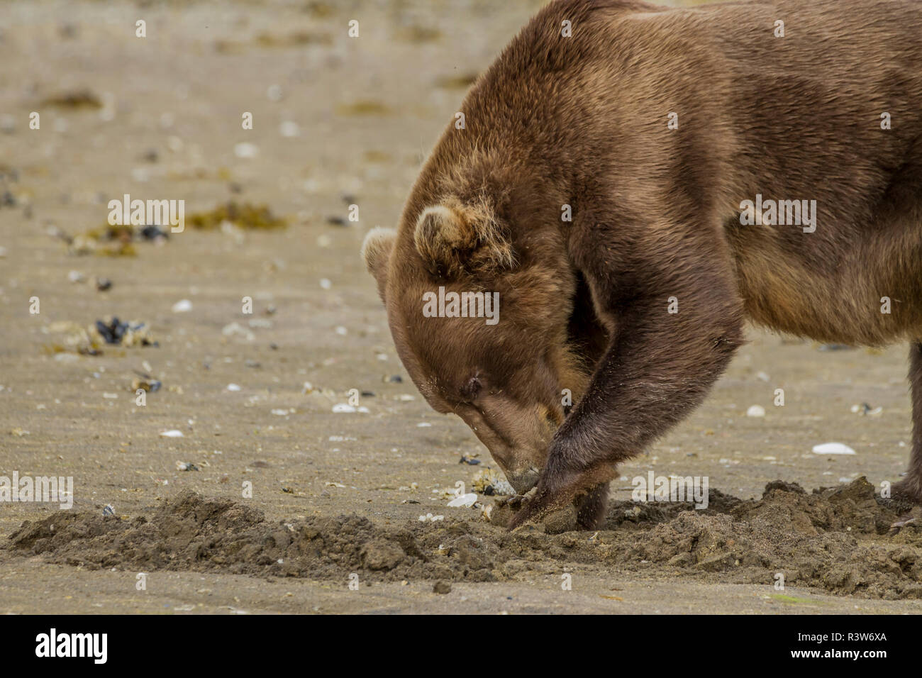 USA, Alaska, Katmai National Park. Close-up of Grizzly Bear, Ursus ...