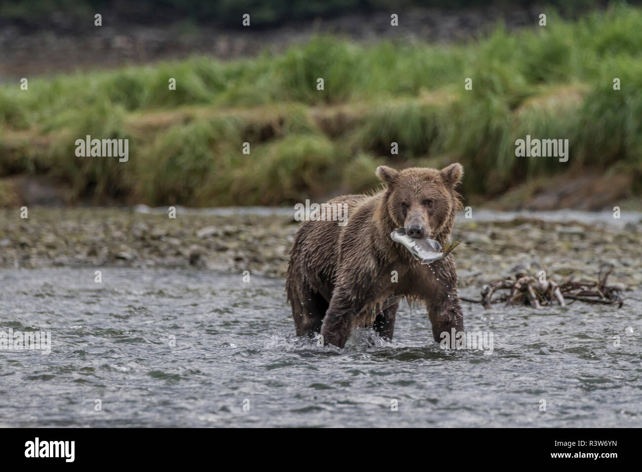 USA, Alaska, Katmai National Park. Grizzly Bear, Ursus Arctos, that ...