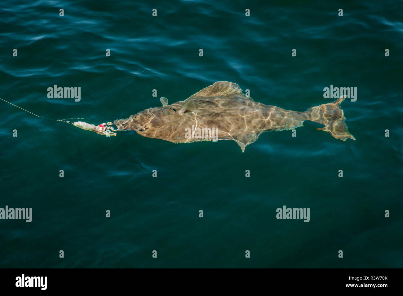 Halibut fishing hi-res stock photography and images - Alamy