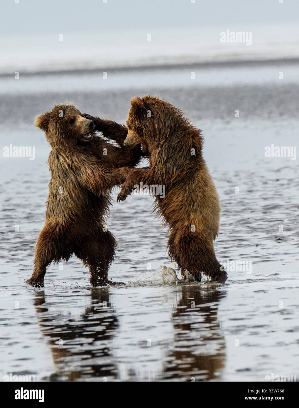 USA, Alaska, Grizzly Bear, cubs, playing, standing Stock Photo - Alamy