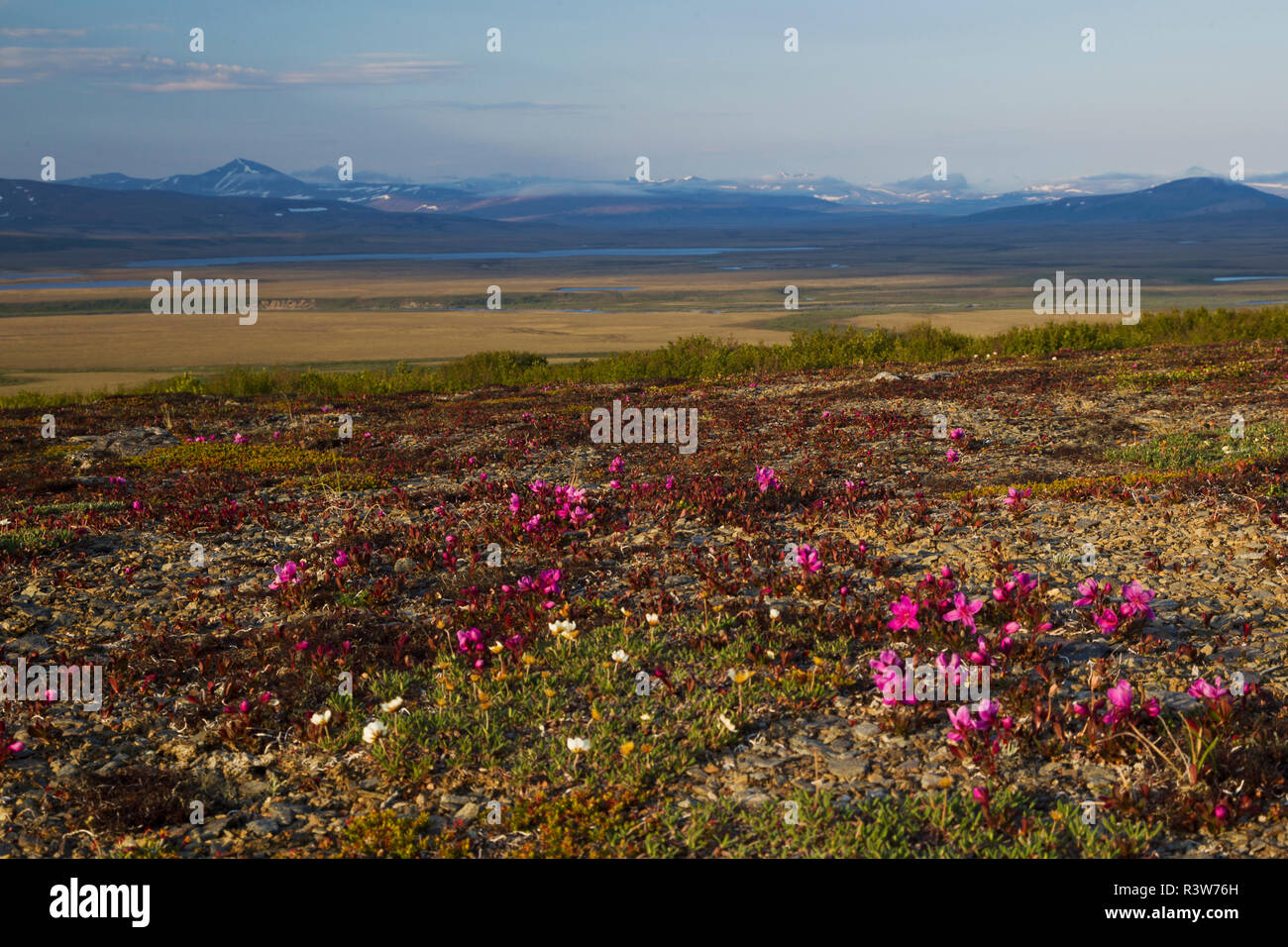Arctic tundra landscape hi-res stock photography and images - Alamy