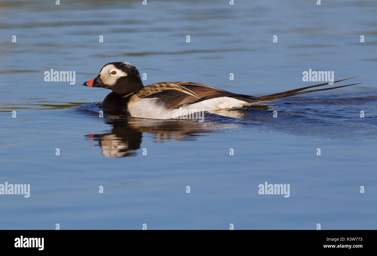 Long-tailed Duck (drake Stock Photo - Alamy