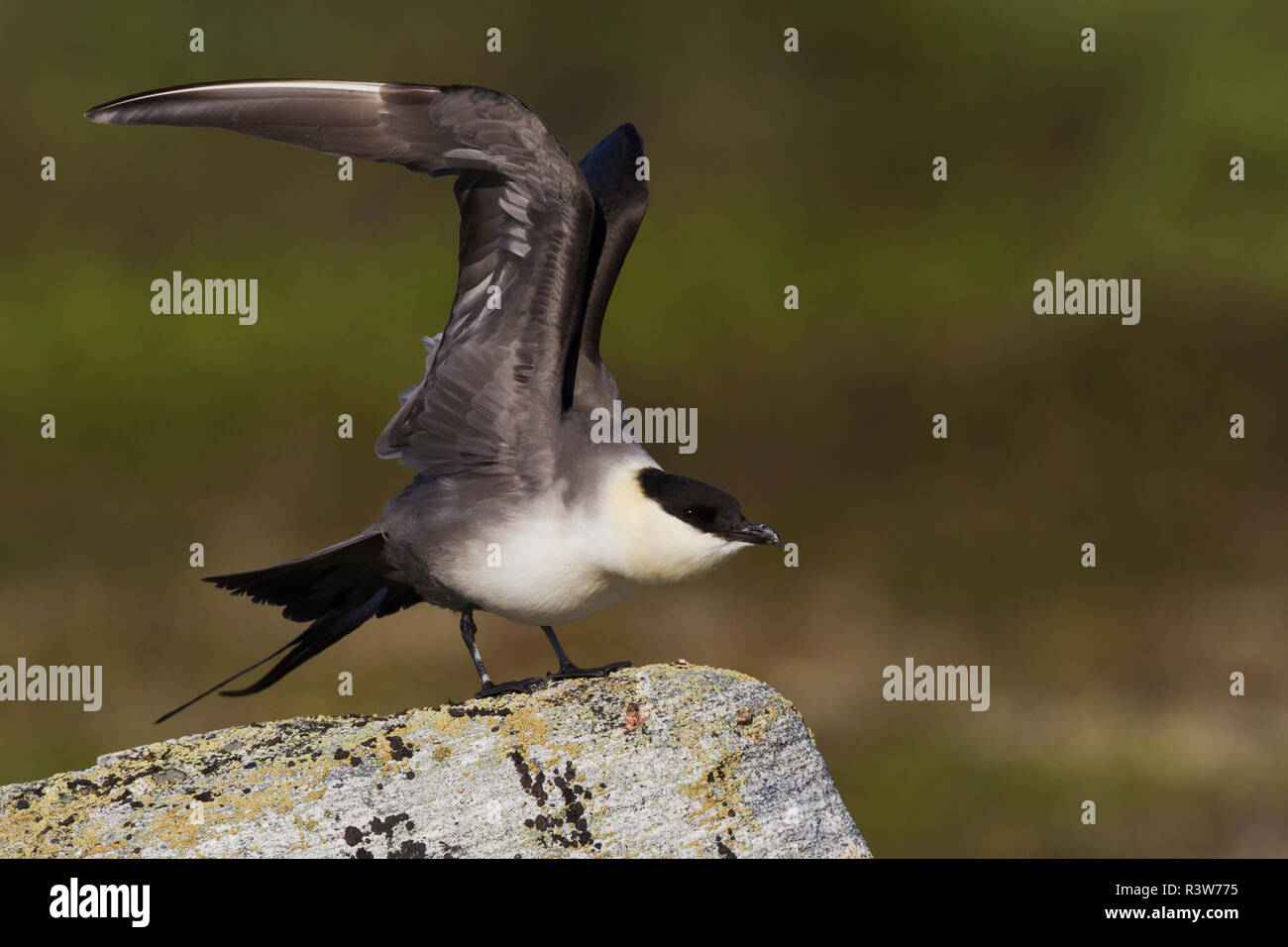 Long-tailed Jaeger Stretching Wings Stock Photo - Alamy