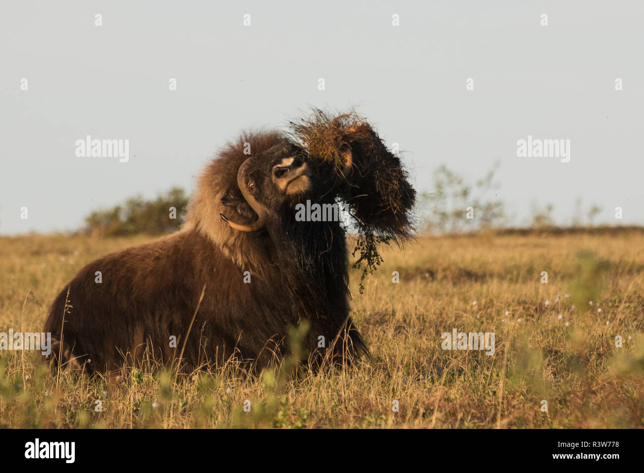 Musk Ox Bull with a chunk of Tundra Stock Photo - Alamy