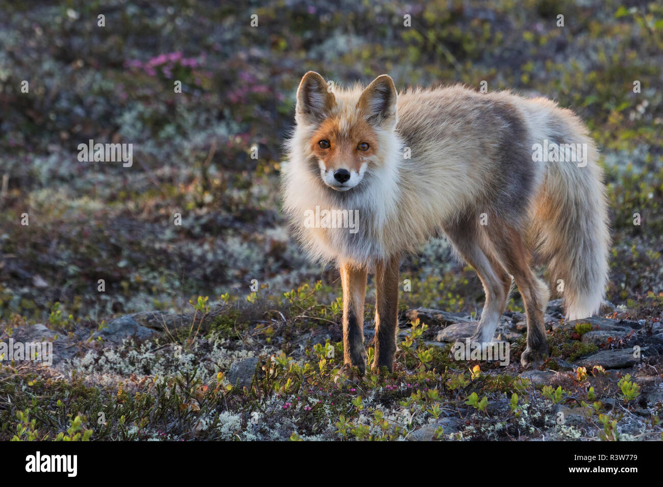 Red Fox, Alaskan Tundra Stock Photo - Alamy