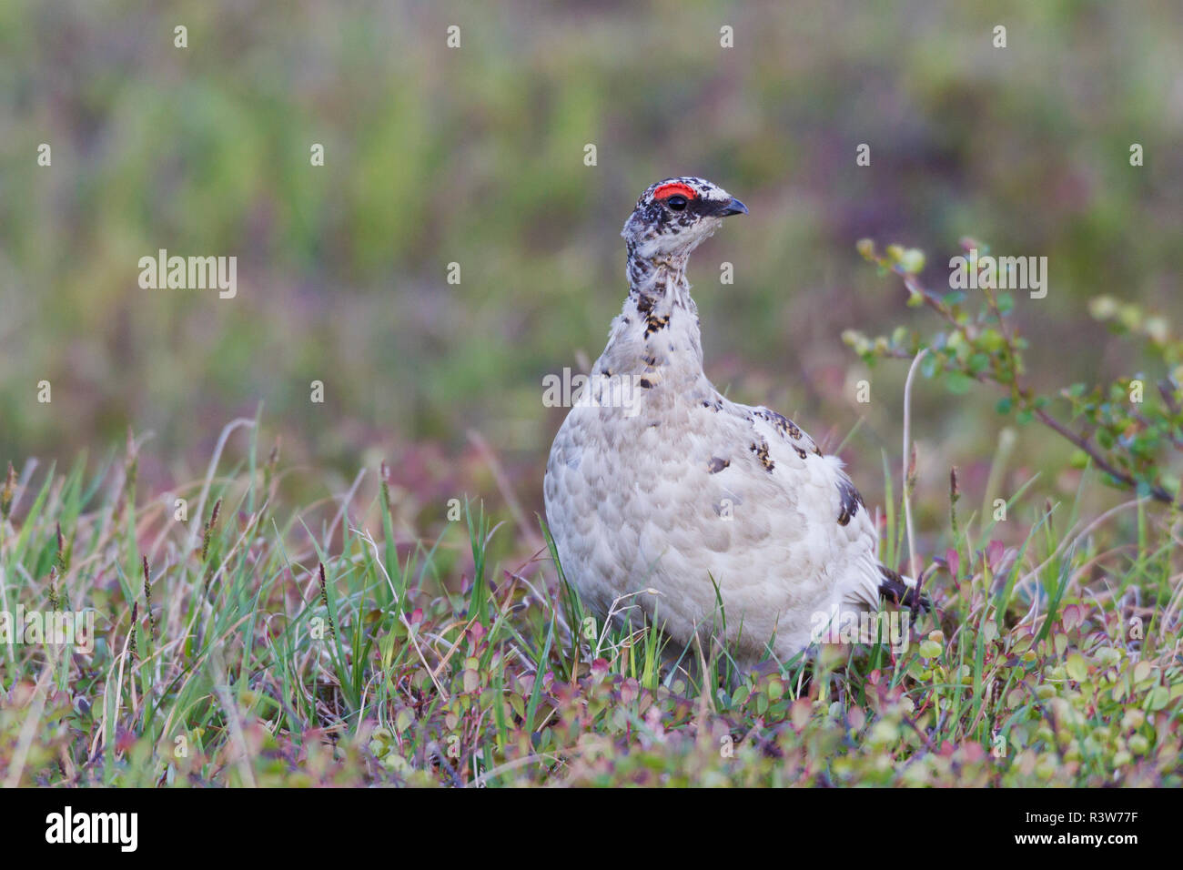 Transition plumage hi-res stock photography and images - Alamy