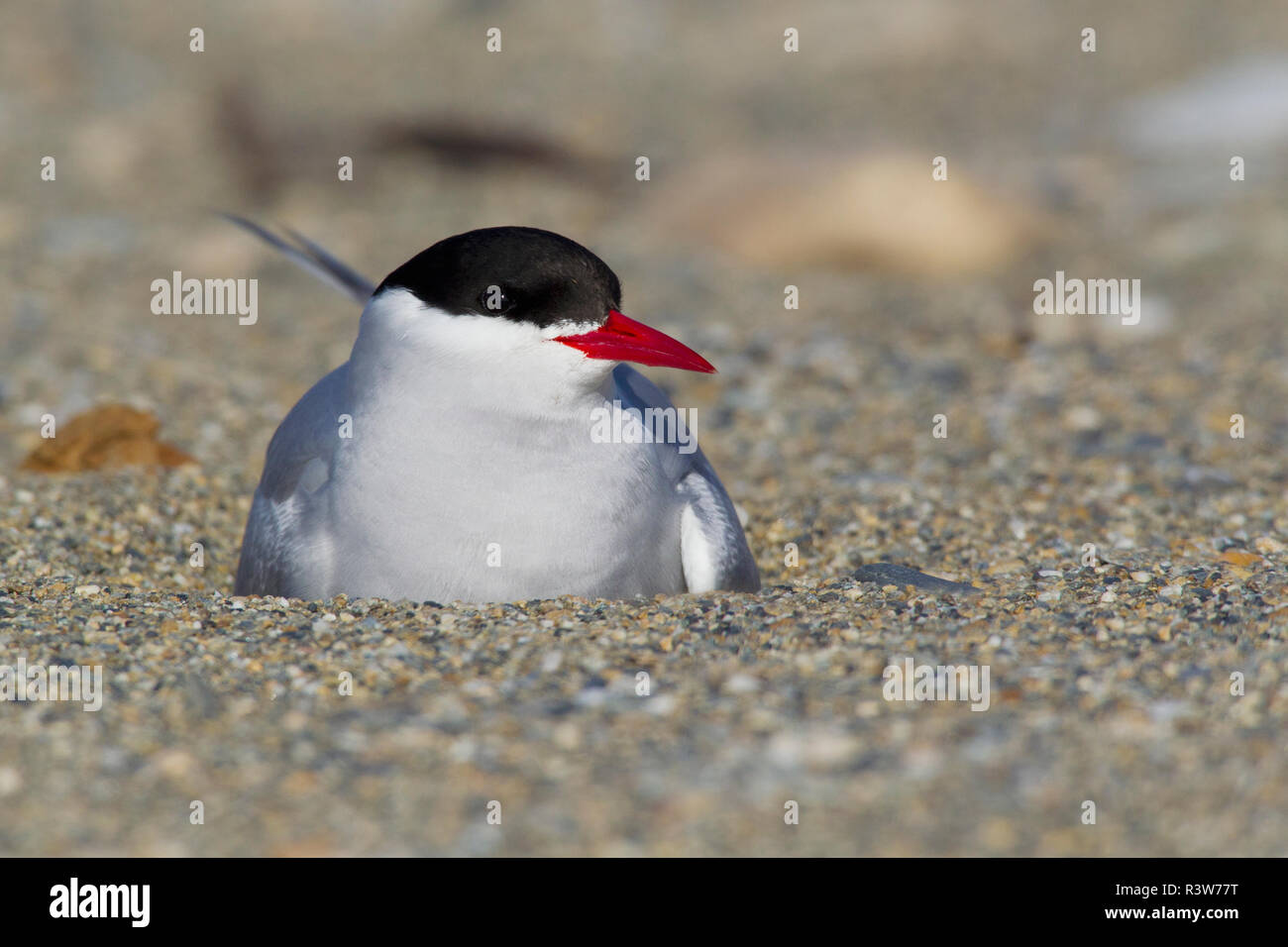 Bering sea beach hi-res stock photography and images - Alamy