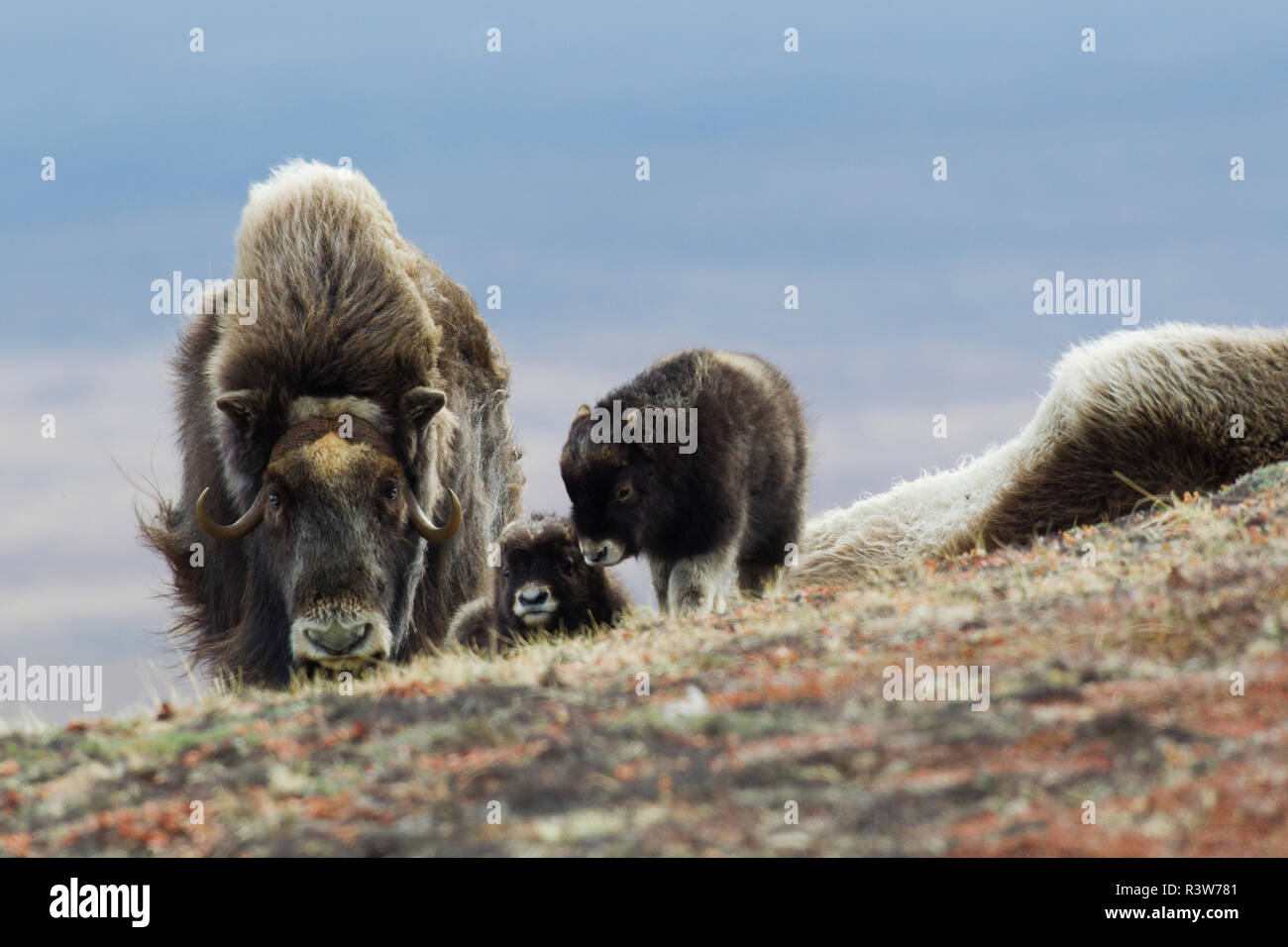 Musk Ox with calves Stock Photo - Alamy