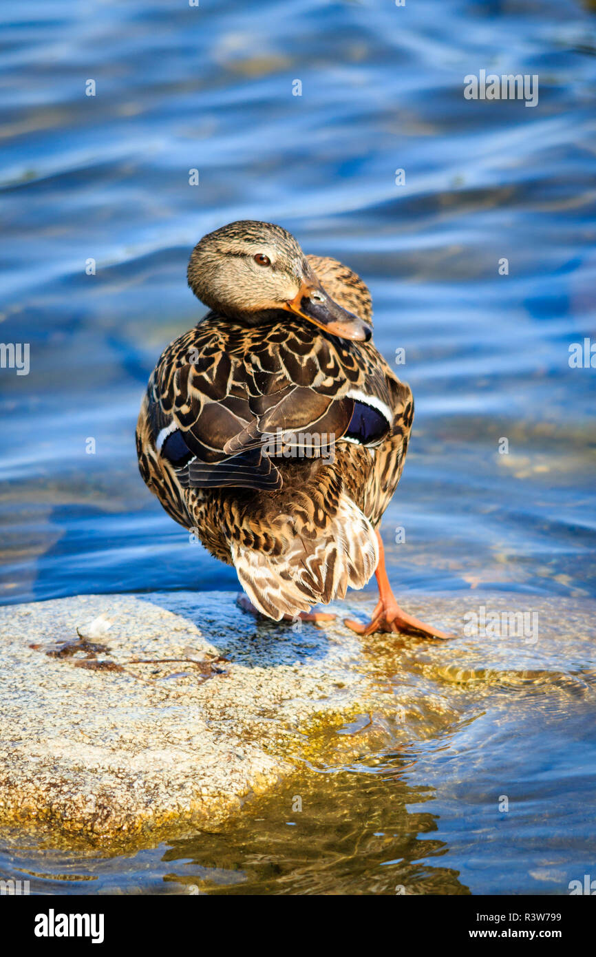 USA, Alaska. A female mallard duck preens on a rock Stock Photo - Alamy