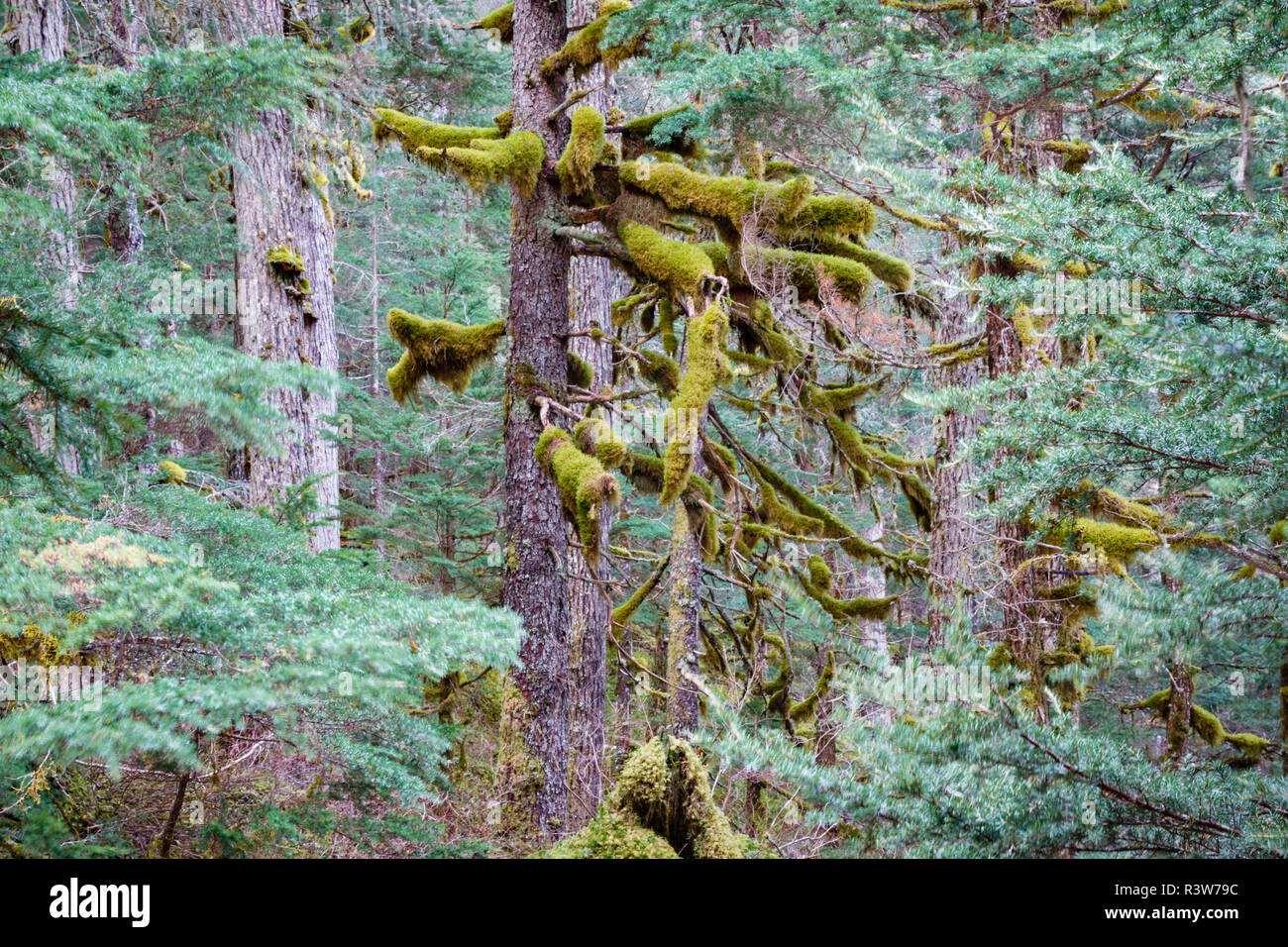 USA, Alaska. A moss covered tree in the forest near Girdwood, Alaska ...