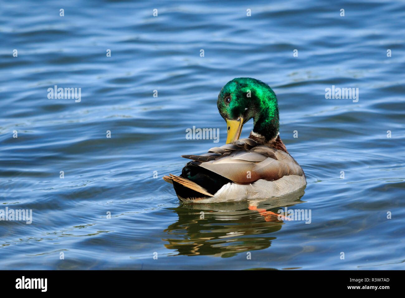 USA, Alaska. A male mallard duck (Anas Platyrhynchos) preens while ...