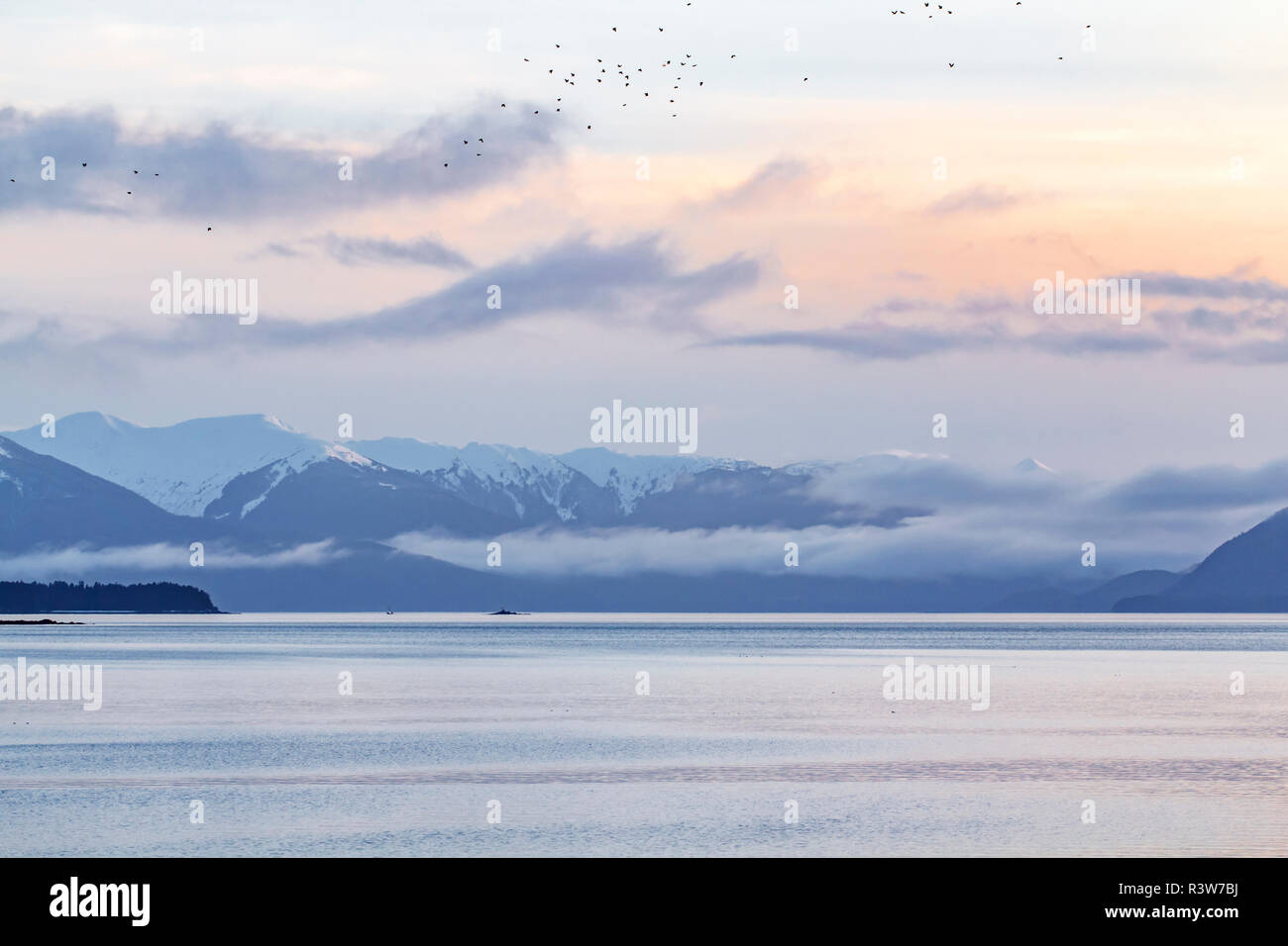 Alaska birds hi-res stock photography and images - Alamy