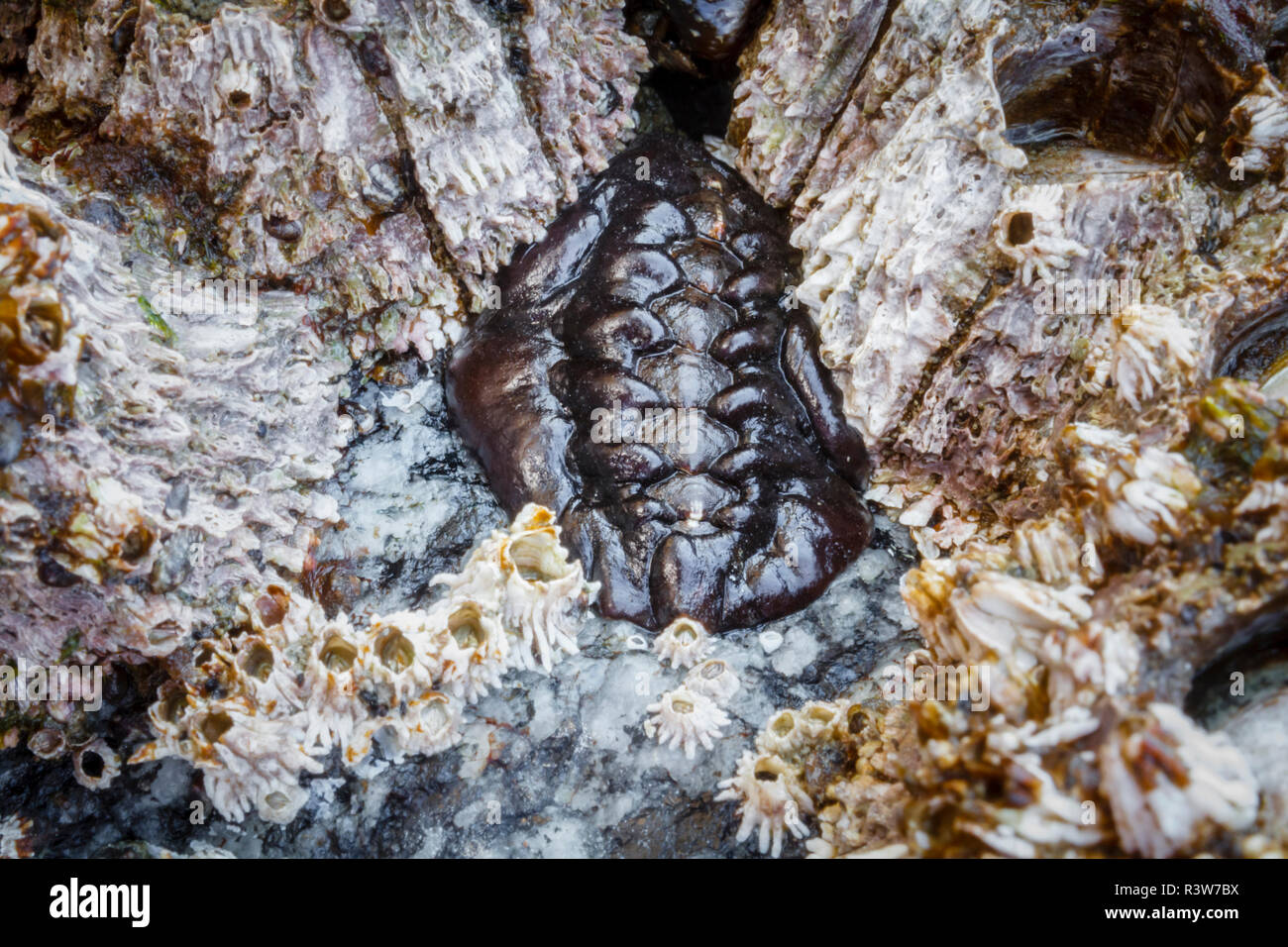 USA, Alaska. A Black Katy chiton tucked into a rock crevice with ...