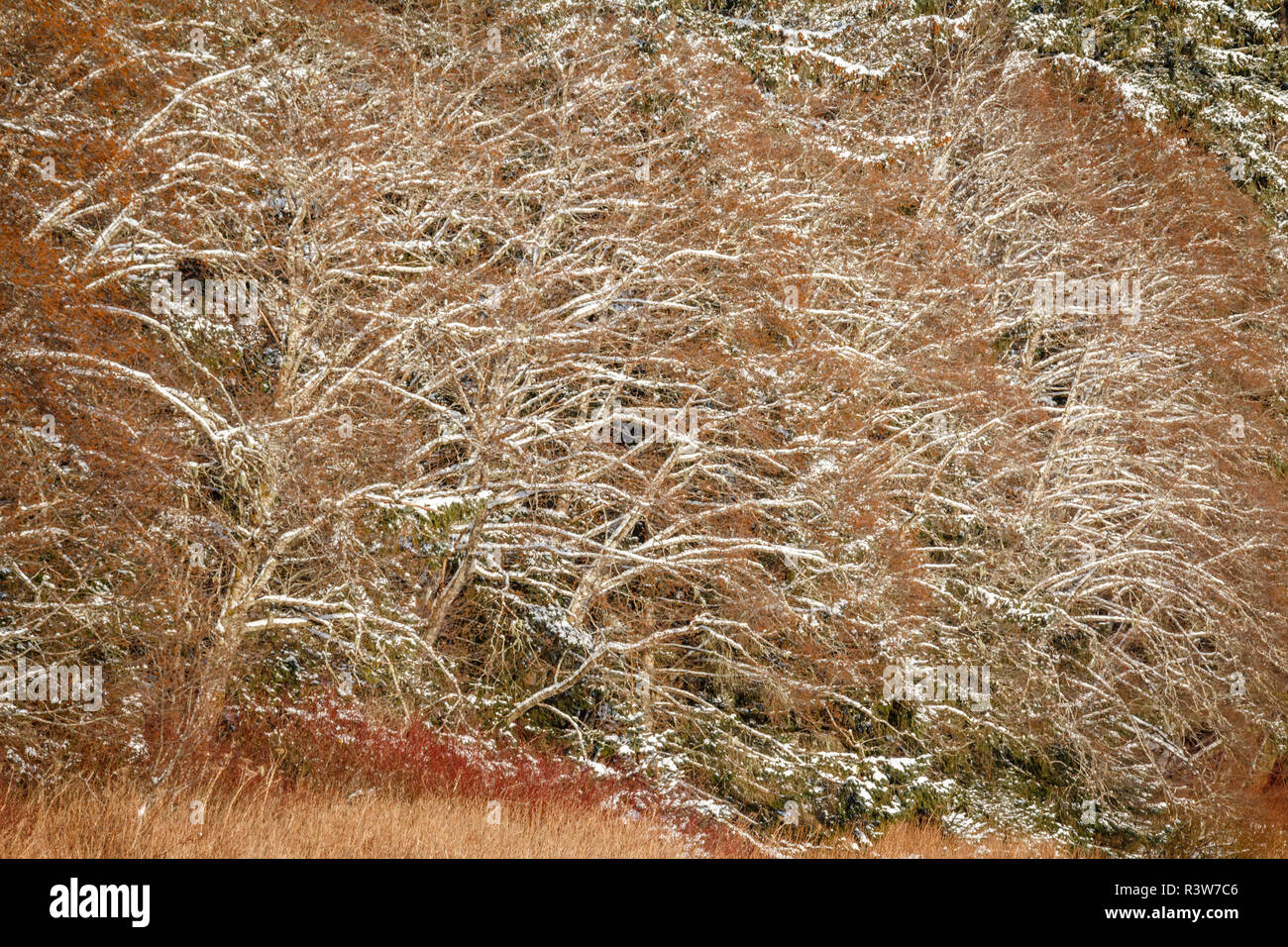 USA, Alaska. Layers of trees and bushes at the edge of the forest on ...