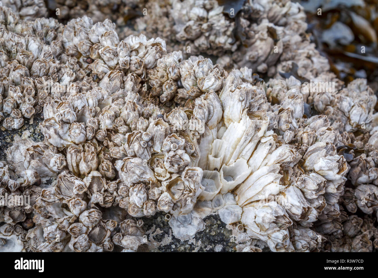 Barnacles alaska hi-res stock photography and images - Alamy