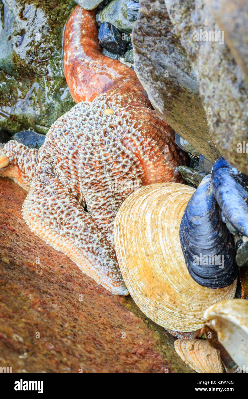 USA, Alaska. An orange sea star nested among shells and rocks at low ...