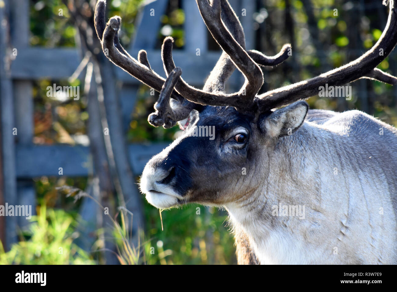 Chena indian village hi-res stock photography and images - Alamy