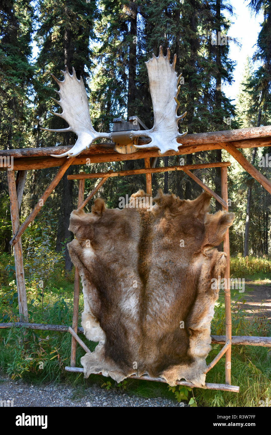 USA, Alaska, Fairbanks. Chena Indian Village, moose skin and antlers ...