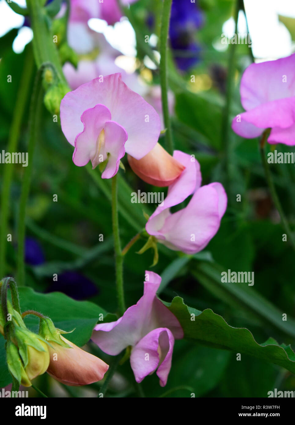 USA, Alaska, Fairbanks. Snap pea blossom Stock Photo - Alamy