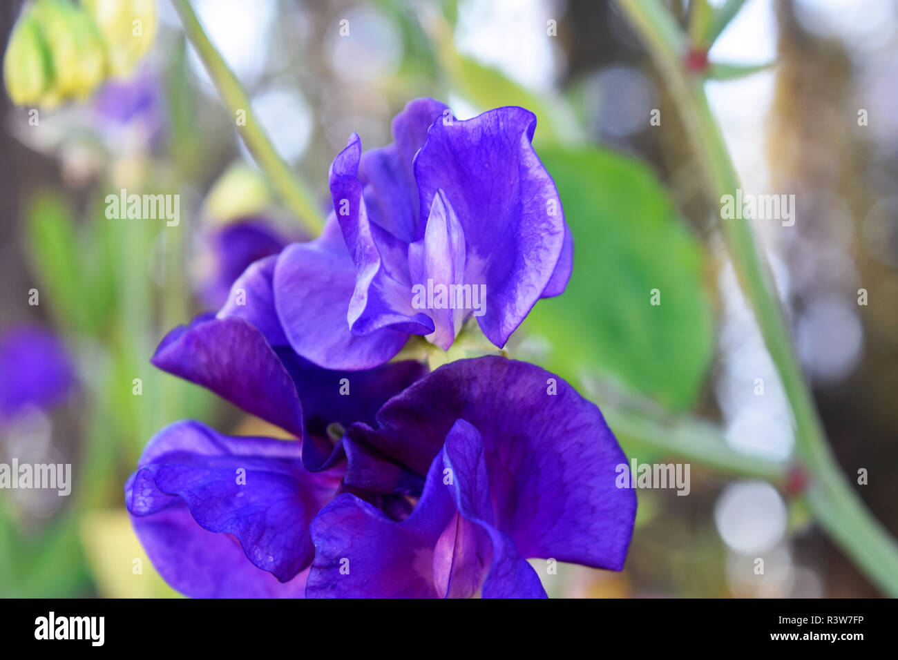Snap pea blossom hi-res stock photography and images - Alamy