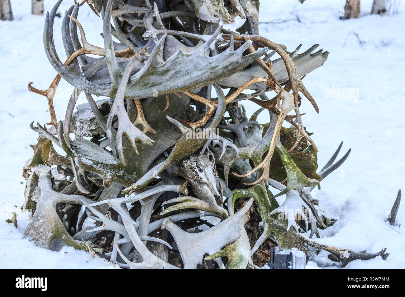 Pile of antlers in snow near Chena River, near Fairbanks, Alaska Stock ...