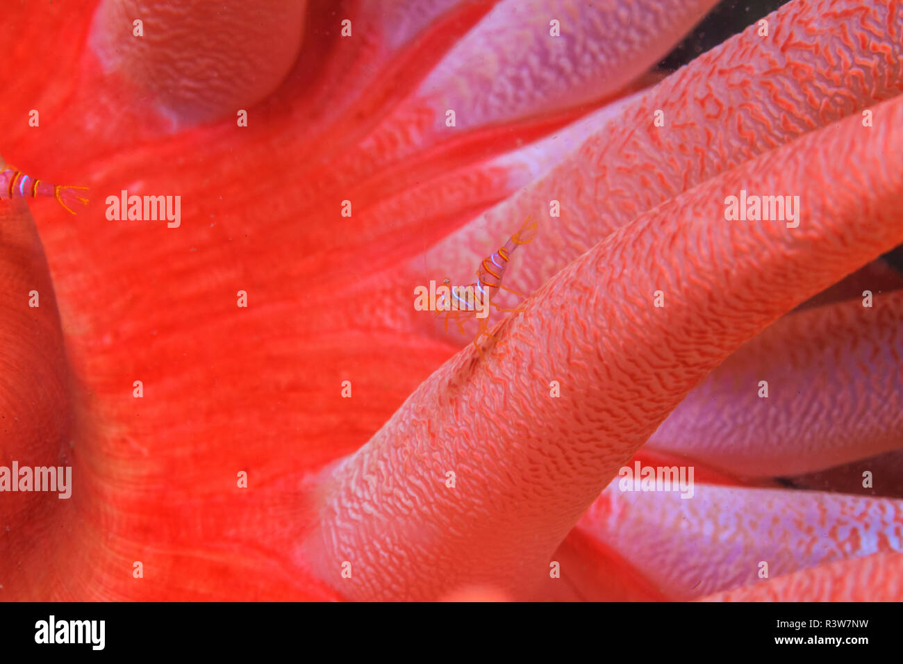 Lebbeus grandimanus hi-res stock photography and images - Alamy