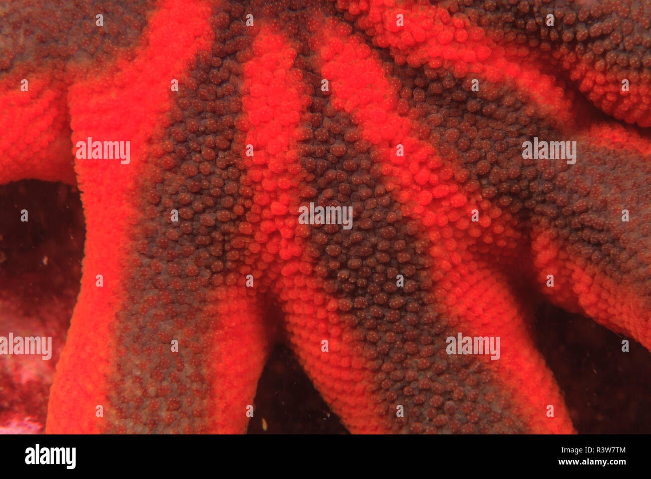 Solaster Stock Photos & Solaster Stock Images - Alamy